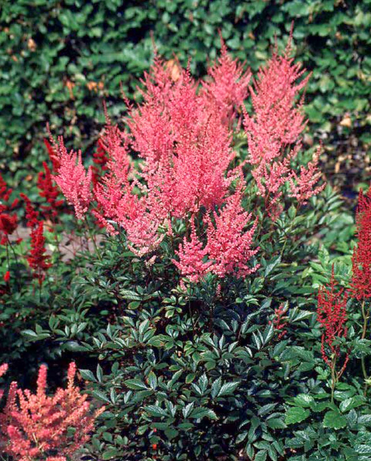 Beechwood Landscape Architecture and Construction: 'Erika' Astilbe ...