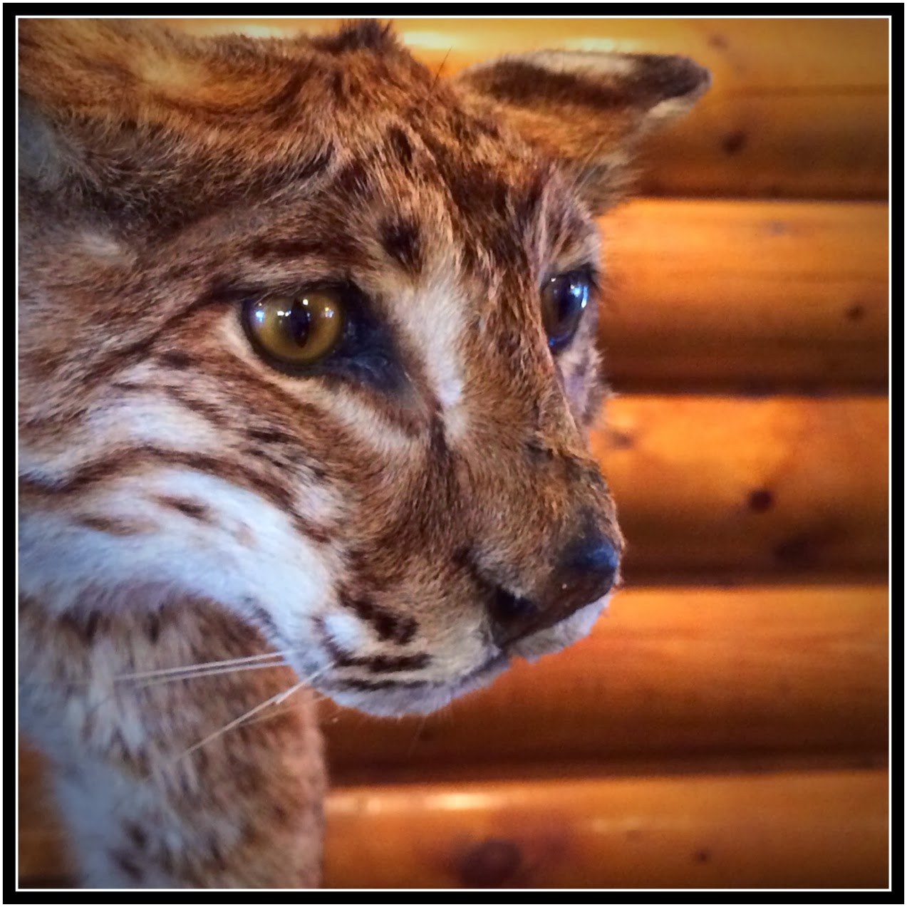 Scott Collins iPhoneography: Nice Kitty...