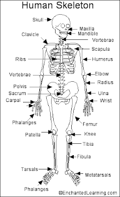 Science: SKELETAL SYSTEM