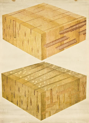 jessica pezalla: anatomia vegetal