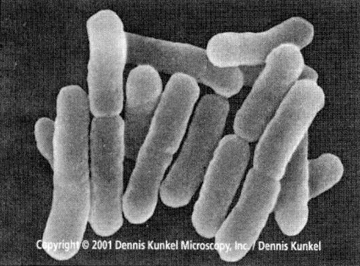 Teenoz Health Analyst: Penyakit