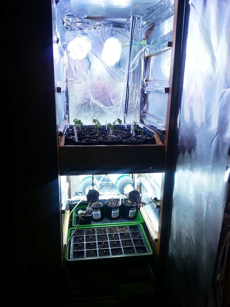 Raising Seedlings Under Grow Lights and Garlic Update ~ A Canberra ...