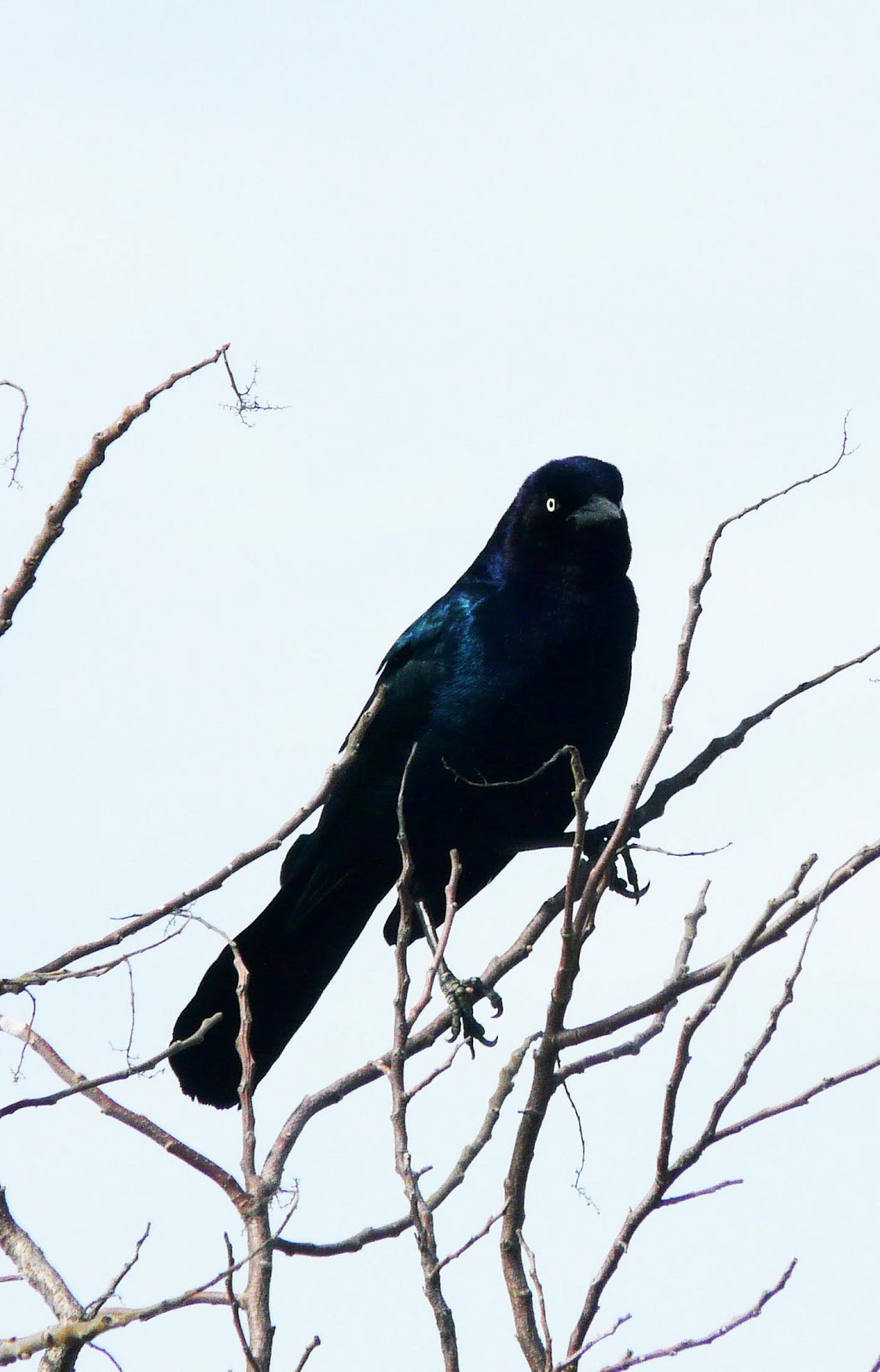 Birding Blog Foto Forum: Male and Female Grackles