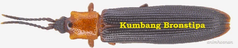 Petak Semai: KUMBANG BRONTISPA