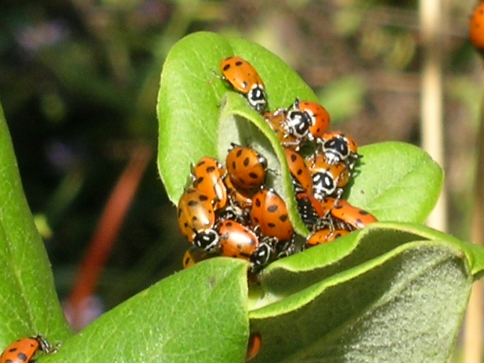 Berkeley Butterfly Blog: Convergent Lady Beetle--Hippodamia convergens