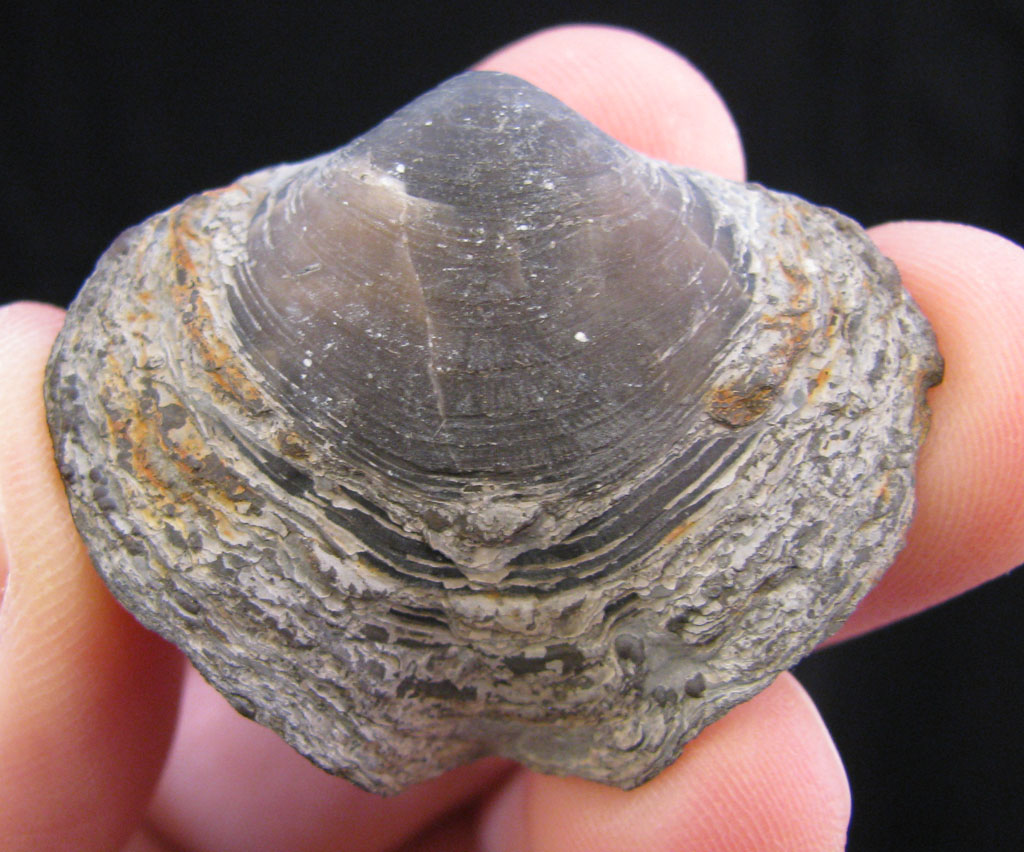 Views of the Mahantango: Athyris spiriferoides brachiopod from the ...
