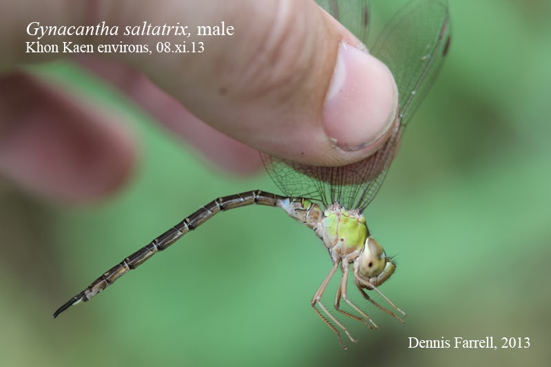Dragonflies & damselflies of Thailand: 148. Gynacantha saltatrix ...