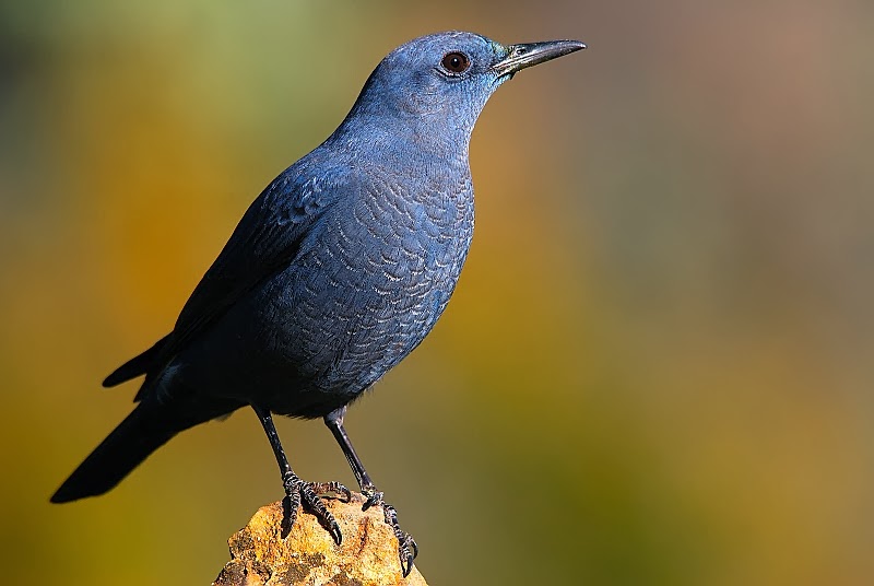 Del Interior parte hacia afuera...: Los milagros y el pájaro azul.