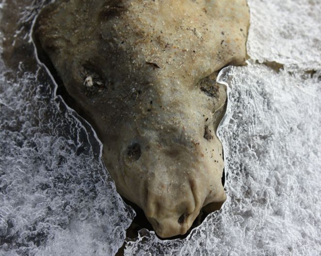 Montauk Monster Collection