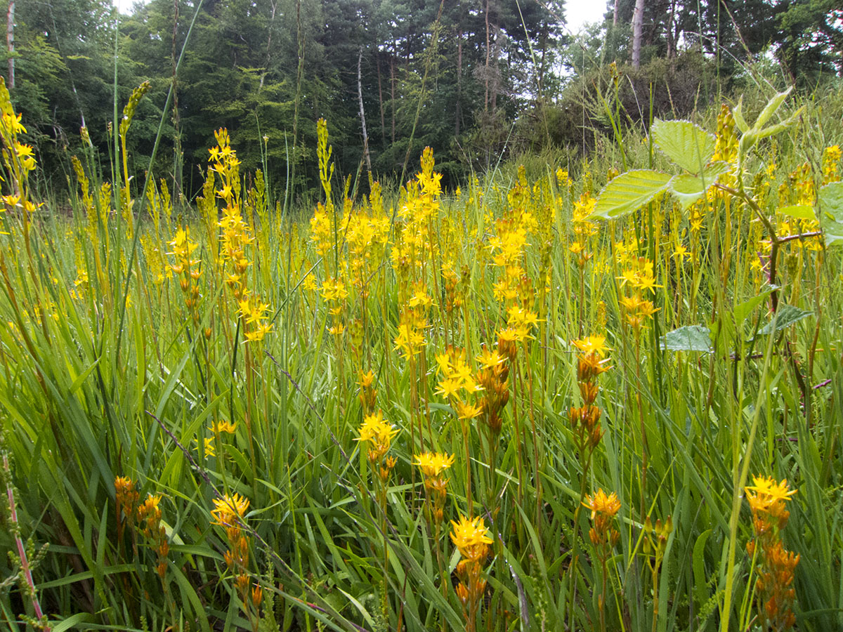 Bog Asphodel | Naturally