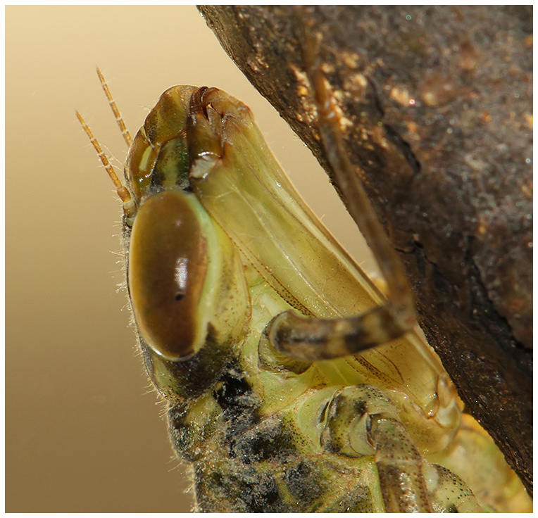 Kent Dragonflies: Emperor Dragonfly Nymph (Anax imperator)