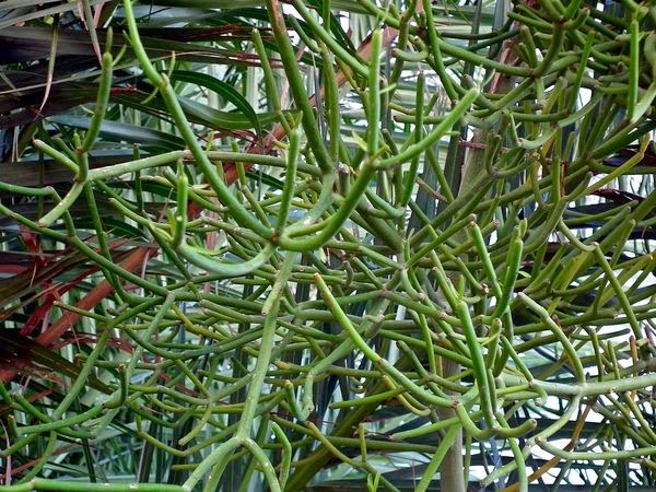 Plants in danger: Ten the most unusual houseplants
