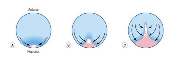 Material de Apoio de Embriologia Veterinária