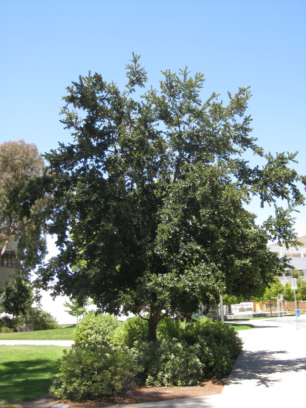 Trees of Santa Cruz County: Quercus tomentella - Island Oak