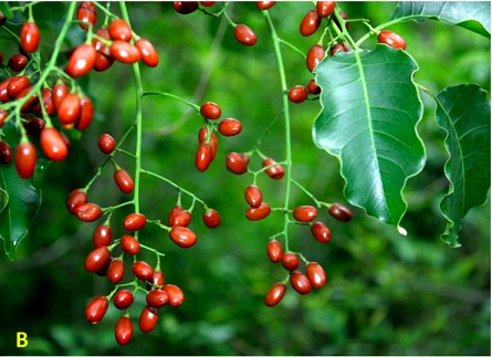 Biodiversidad de México : FLORA Y FAUNA ENDÉMICA DE MÉXICO.
