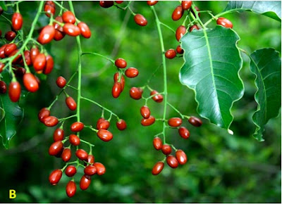 Biodiversidad de México : FLORA Y FAUNA ENDÉMICA DE MÉXICO.