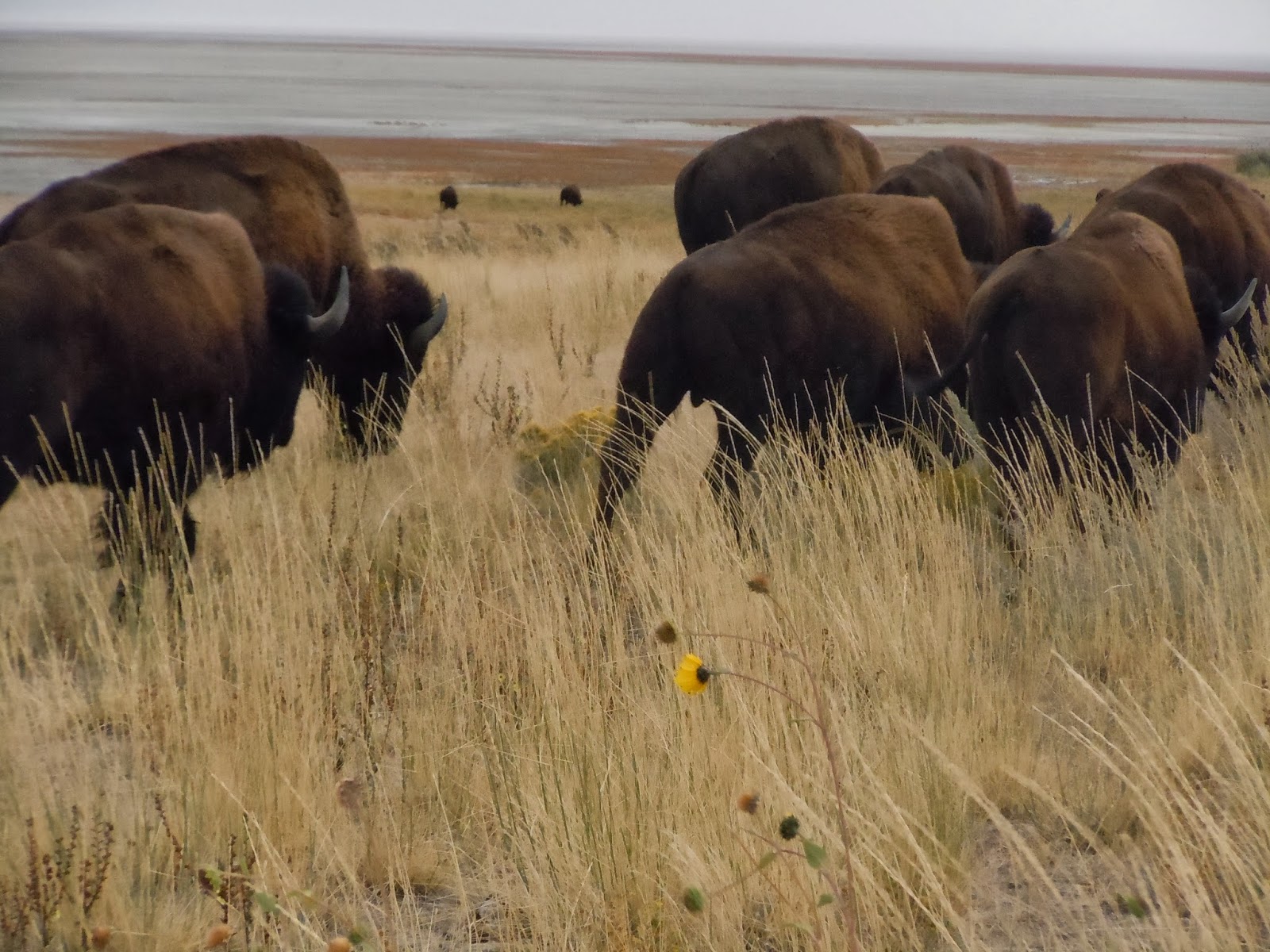 Frolic and Farce: Man on a Buffalo!