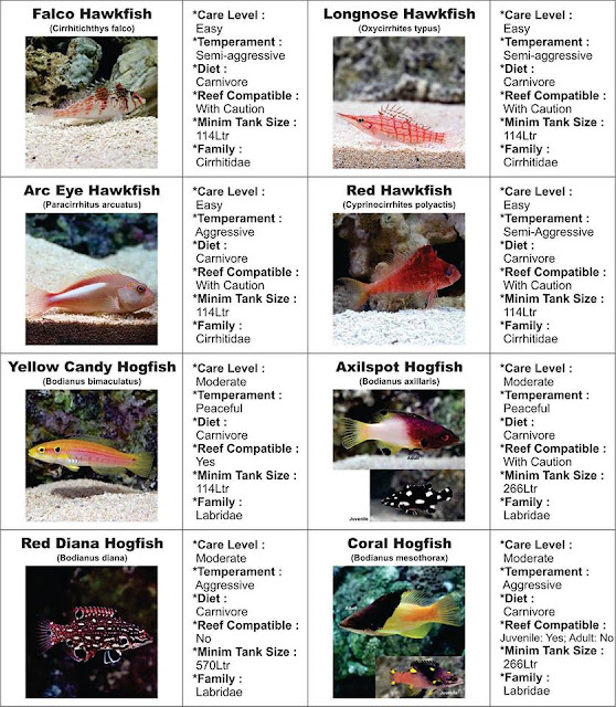 hardy boy: Coral Reef Fish Names