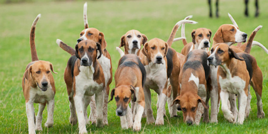 English Foxhound Dog - Mix | Size | Price | Breeder - Dog Dwell