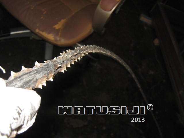 Watusiji Nusakambangan Gemstone: Ekor Pari Brahma Pantai Selatan