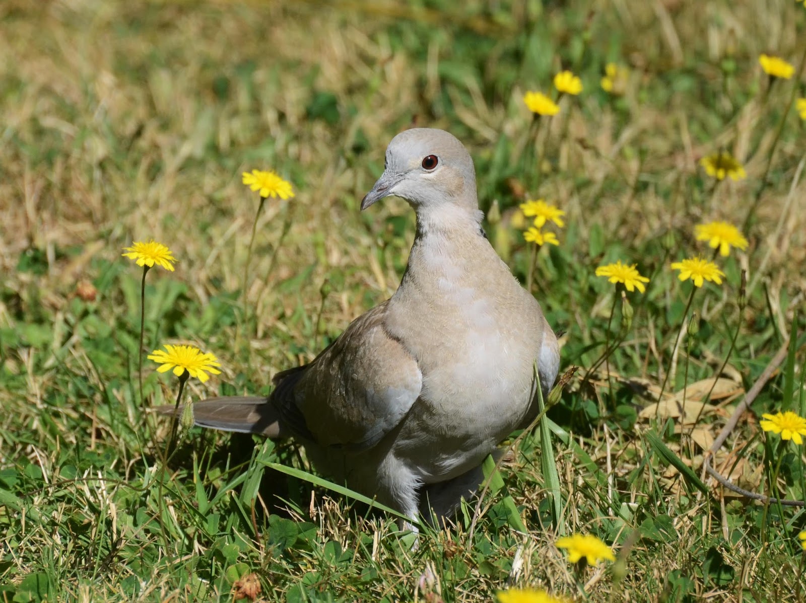 Oregon Backyard Birds, etc.: Eurasian Doves