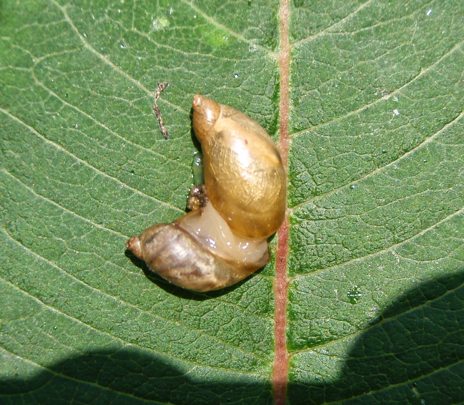 Dummerston Sightings: 8-4