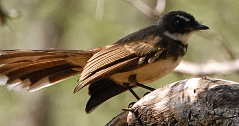 TIPS CARA MERAWAT BURUNG SIKATAN / KAPASAN / KIPASAN / TERSING ~ HOBI ...