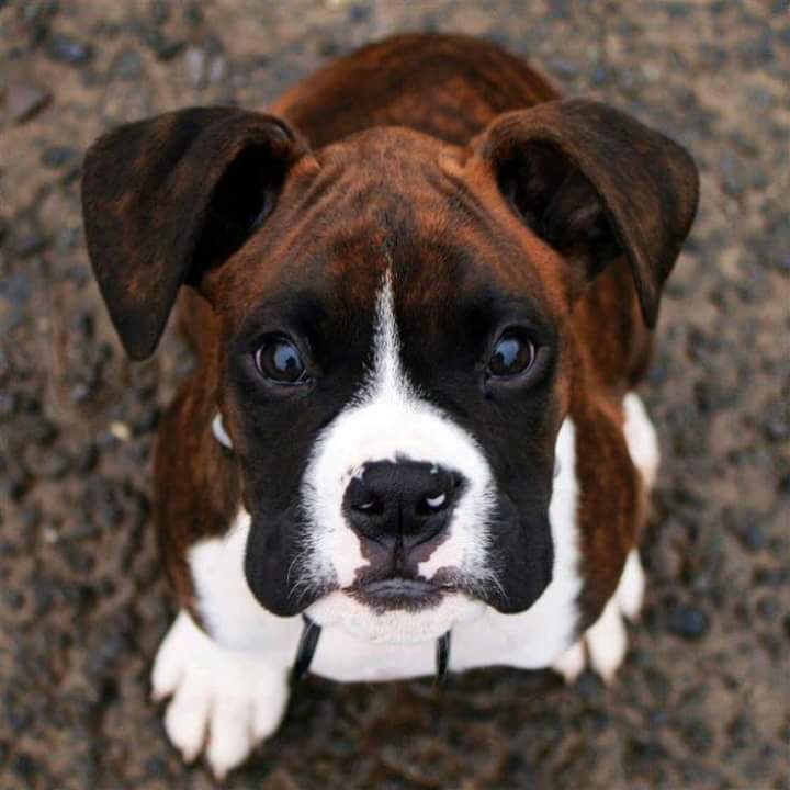 Cute dogs - part 153 (50 pics) | Amazing Creatures