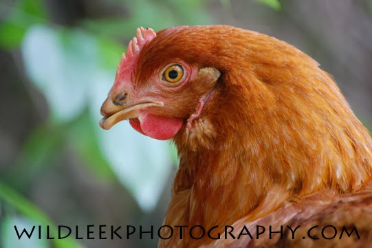 Why we do what we do-~Animal Agirculture: Debeaking Poultry