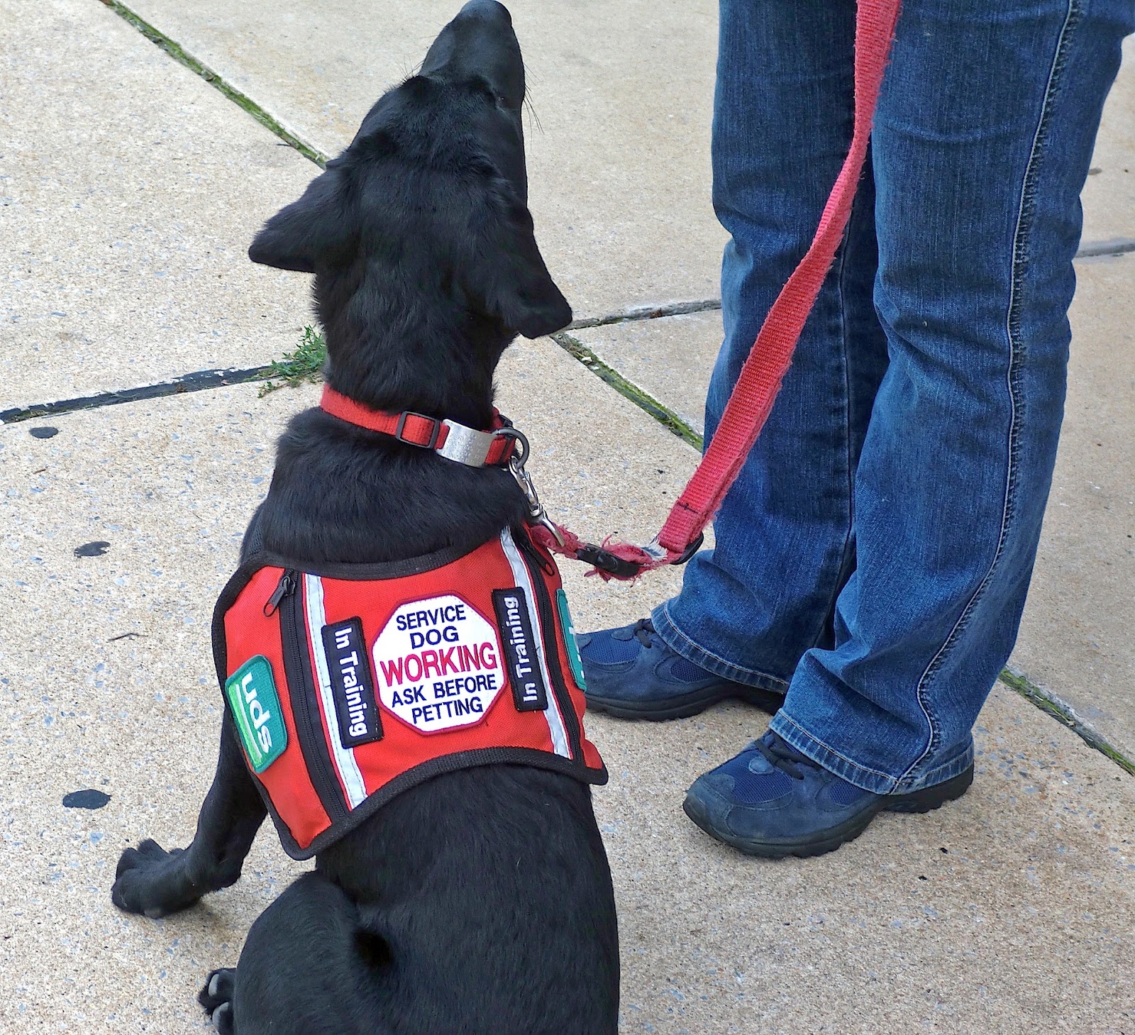 Yo Dog, 'Sup? – Columbia Spy