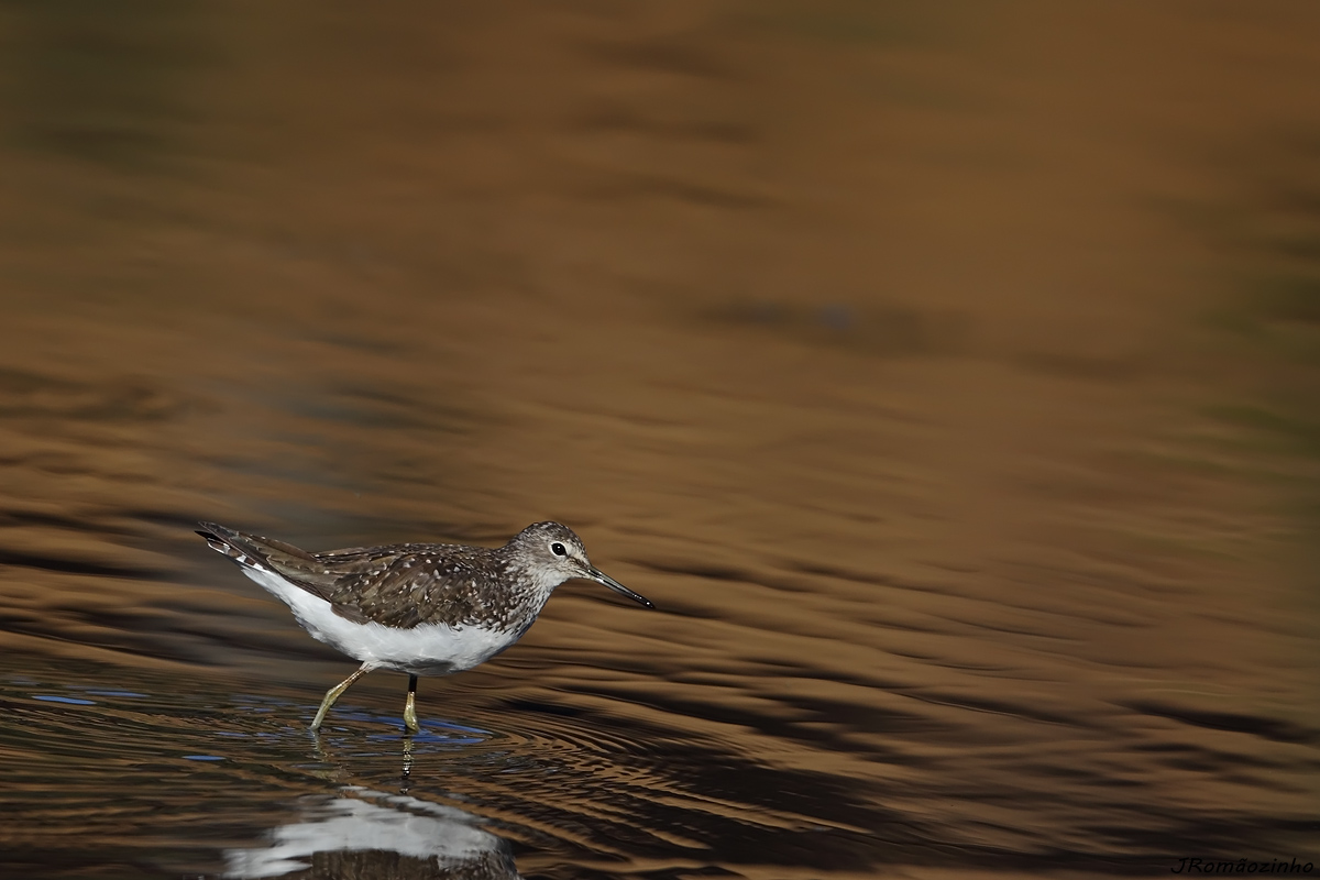 Pescador de aves: Maçarico bique bique