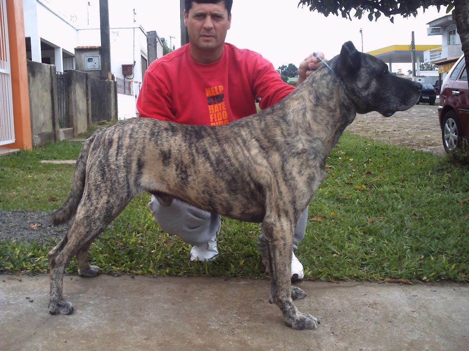 Cimarron Uruguayo: Alguns dos Cimarrones em nossa Fronteira Oeste - RS