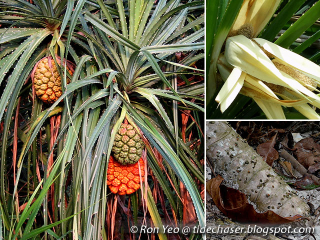 tHE tiDE cHAsER: Coastal Shrubs & Trees with Simple Leaves in Singapore