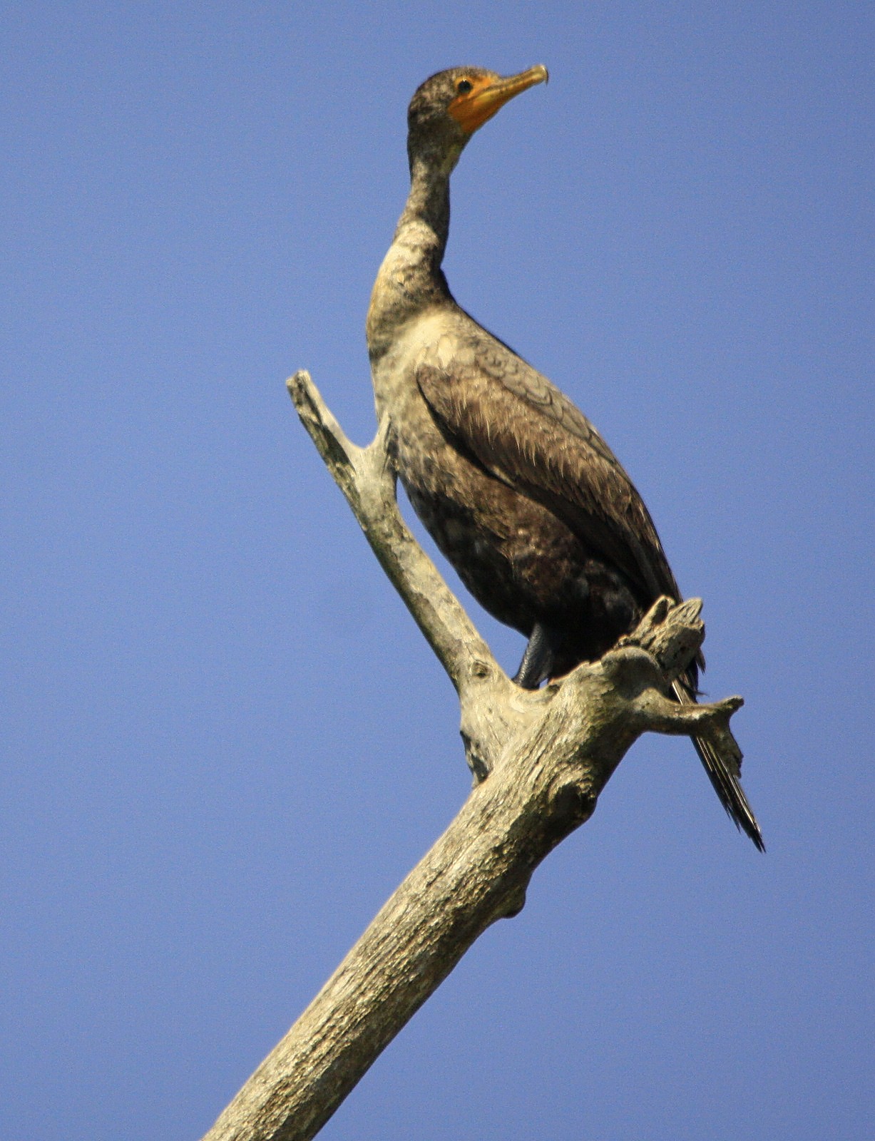 Gary's Outdoor Wanderings2: IN SEARCH OF A CORMORANT ROOKERY