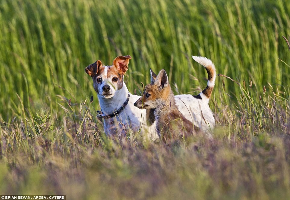 White Wolf : 10 Photos Show How Animals In The Wild Can Become The Most ...