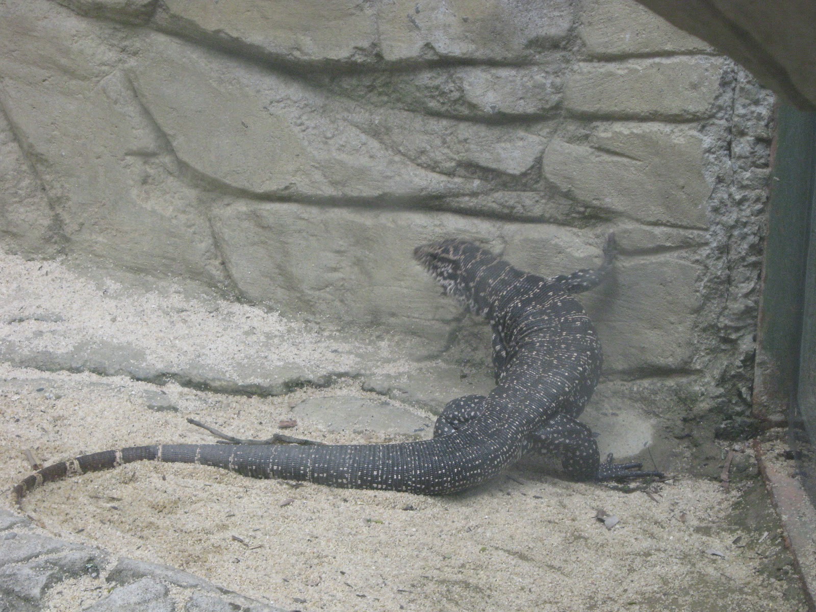 veterinaria $in costo