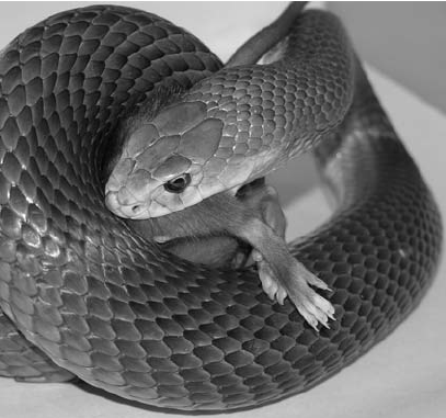 Life is short, but snakes are long: How many snakes are venomous and ...