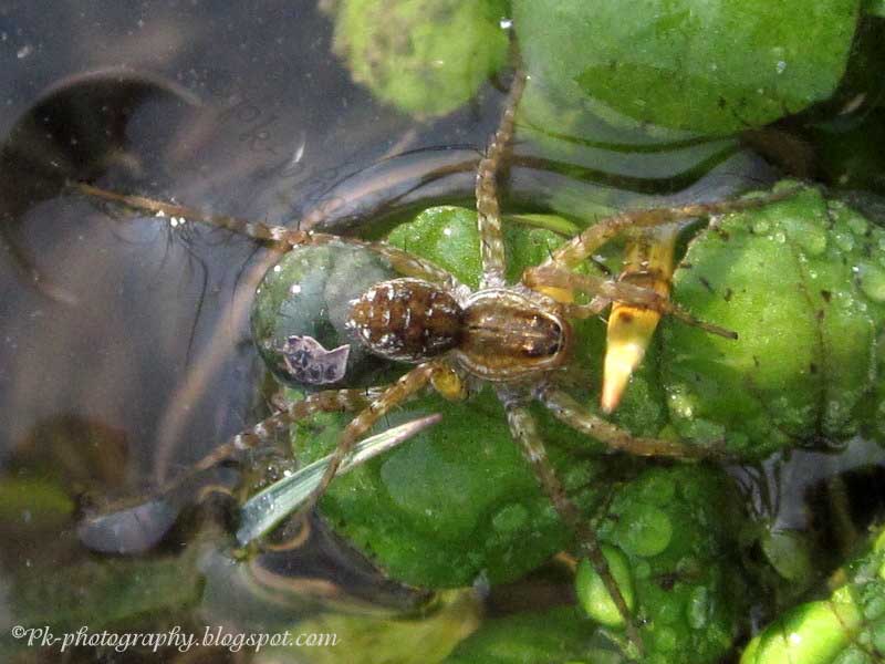 Fishing Spiders | Nature, Cultural, and Travel Photography Blog