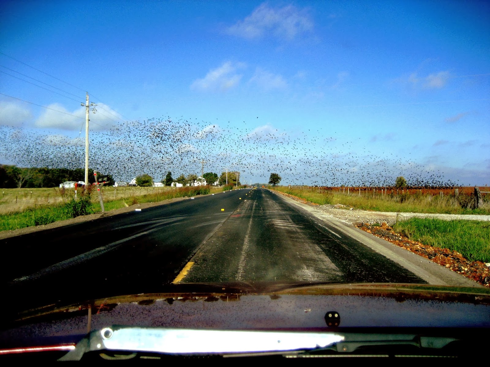 Living Rootless: Lupus, Missouri: The Chili Fest, Part 1: Birds A' Singin'