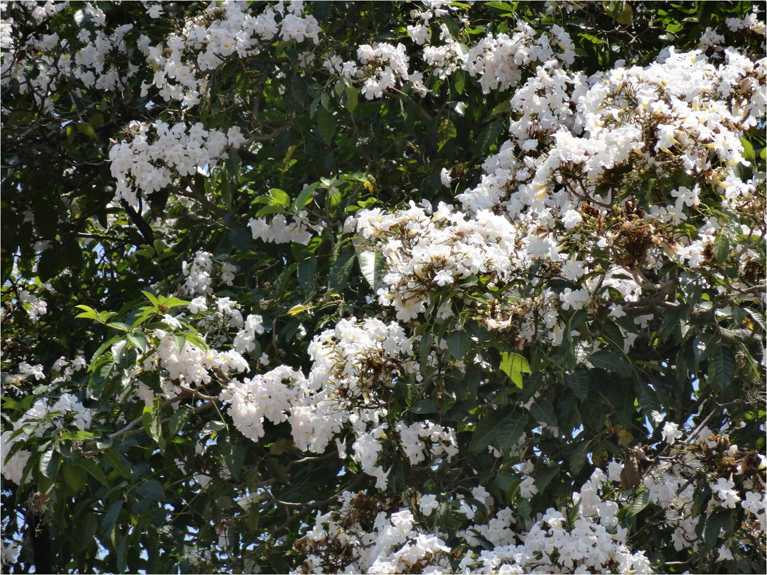 La Doctora De Las Plantas: Apamate blanco (Tabebuhia rosea): un árbol ...
