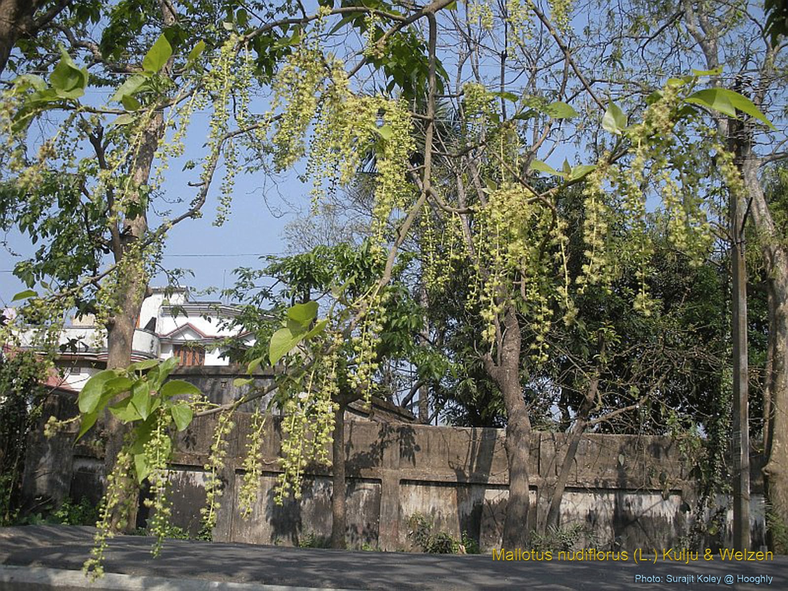 Medicinal Plants: Trewia nudiflora Mallotus nudiflorus pindar Nay Kumil