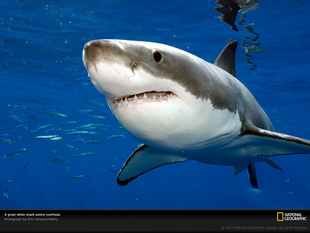 Cómo sobrevivir cuando...: te ataca un tiburón