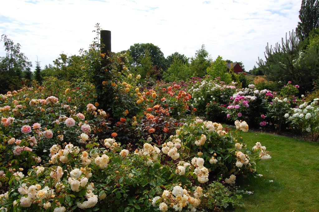 Høneballehaven på Samsø: Roser