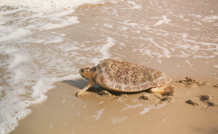 Kemp's Ridley Sea Turtle | The Life of Animals