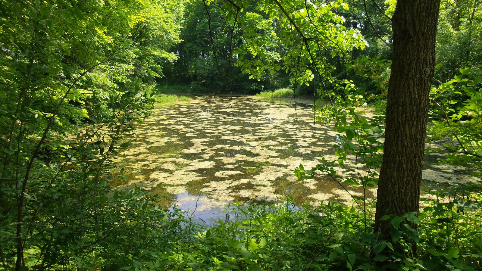 Hike Starved Rock: May 29, 2014 Matthiessen Park