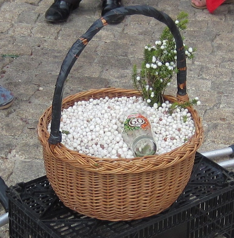 HORTA À PORTA: COREMA ALBUM (CAMARINHA, CARAMINHEIRA)