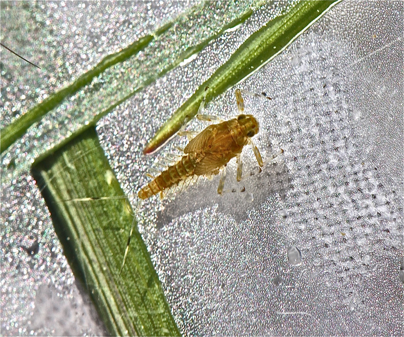 Aquatic Insects of Central Virginia: "Plauditus dubius" Small Minnow ...