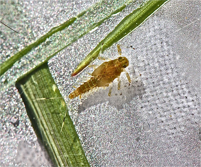 Aquatic Insects of Central Virginia: "Plauditus dubius" Small Minnow ...