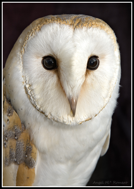 Foto de lechuzas - Imagui