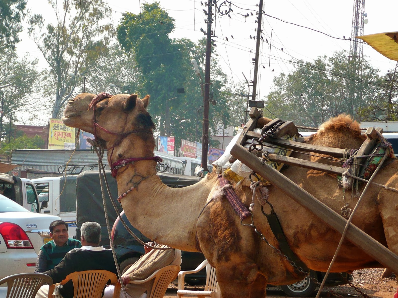 Our Indian Adventure: Goswami Temples
